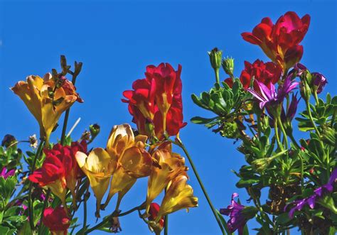 Обои на рабочий стол Фрезия Цветы Зелень Композиция Букет Розы Пионы скачать картинку