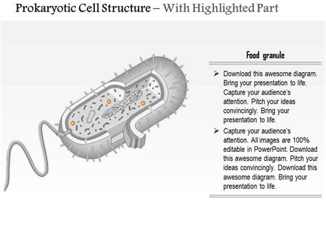 Prokaryotic Cell Structure Medical Images For Powerpoint PowerPoint Slide Template