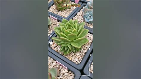 엘크혼금 산타마리아금율무네다육 Youtube