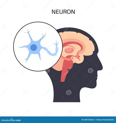 Neuron Anatomy Poster Vector Illustration 248154362