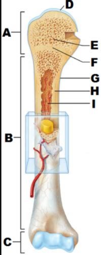 Anatomy Lab Practical 2 Flashcards Quizlet