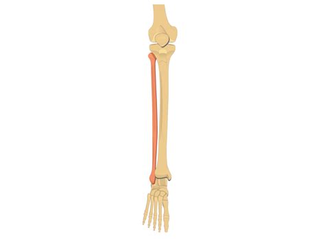 Tibia Labeled