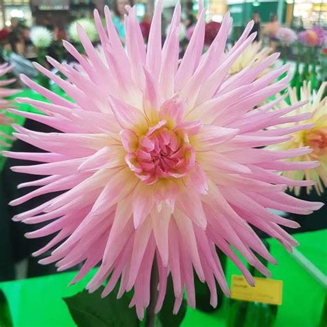 Morayfield Shopping Centre — 171 Morayfield Road Morayfield