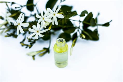 원시 꽃과 작은 투명 유리 병에 흰색 절연의 본질 또는 인도 재 스민 꽃 또는 Juhi 또는 Jasminum의 에센셜 오일의 클로즈업 꽃 식물에 대한 스톡 사진 및 기타