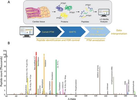 Post Translational Modifications Ptms Service Mtoz Biolabs