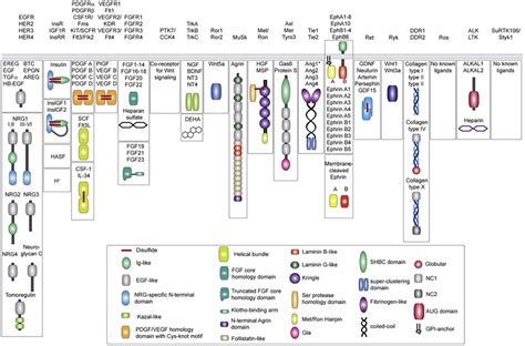 Receptor Tyrosine Kinase Cancer