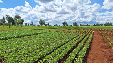 Women Farmers Turn The Tide On Soybean Production Cimmyt
