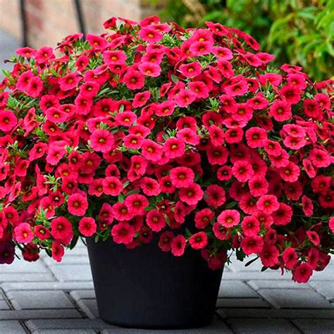 Петуния Многолетняя Сорта С Фото И Названиями — Фото Картинки