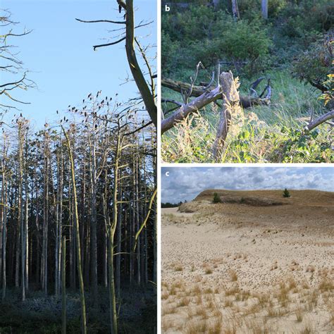 Sampling Sites A Great Cormorant Colony In The Old Forest B The Old Download Scientific