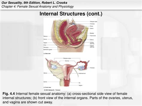 Ppt Chapter 4 Female Sexual Anatomy And Physiology Powerpoint