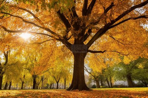 落入公园的梧桐树高清图片下载 正版图片600154772 摄图网