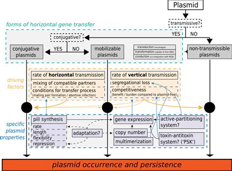 Properties Of Different Plasmid Types And Influences On Their Download Scientific Diagram
