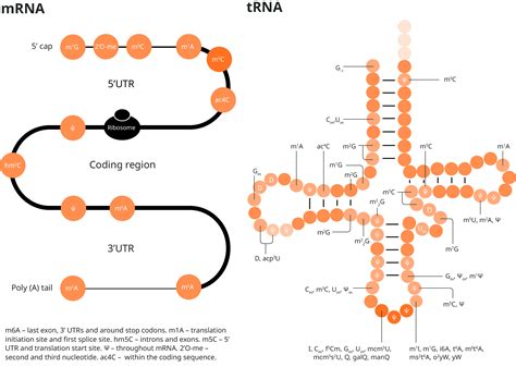 Messenger Rna Structure And Function