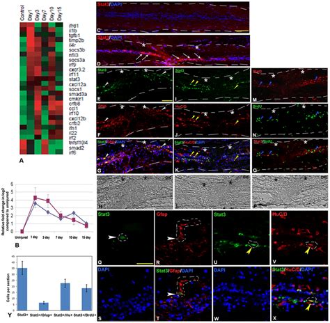 Differentially Expressed Genes Related To Inflammatory Response And