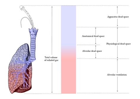 Dead Space And Its Components Deranged Physiology