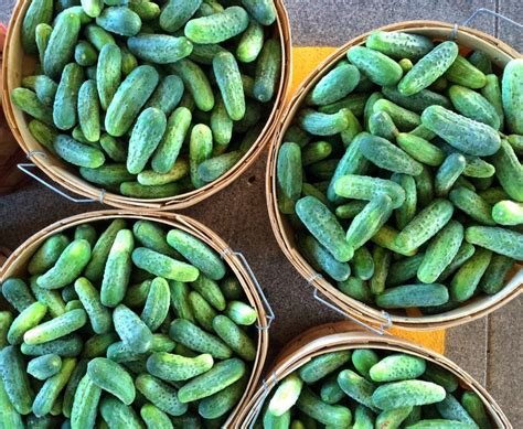 Dad S Absolute Best Dill Pickle Recipe Tedi Sarah