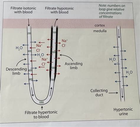 4 1 8 role of the loop of Henlé Flashcards Quizlet