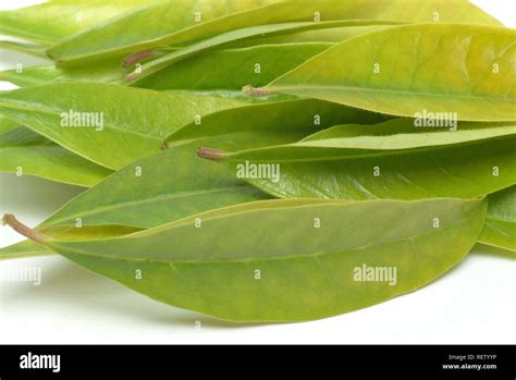 Yerba Mate Leaves At Jackson Steinfeld Blog