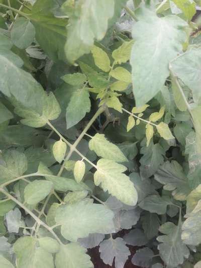 पाने पिवळी का पडली आहेत कृषी समुदाय प्लँटिक्स