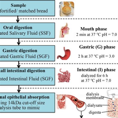 A Schematic Flowchart Of In Vitro Simulated Digestion And Dialysis Download Scientific Diagram