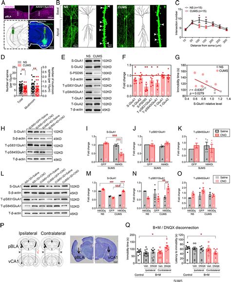 Figure 3 From Amygdala Hippocampal Innervation Modulates Stress Induced Depressive Like