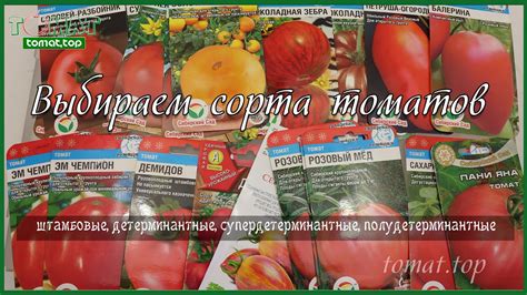 Выбираем сорта томатов для открытого грунта. Обзор сортов томатов ...