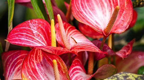 Plantas Con Flores Que Son Fáciles De Cuidar Architectural Digest