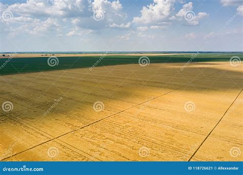 Areal View Of Crop Fields In Sunny Summer Day Wheat Harvest Stock