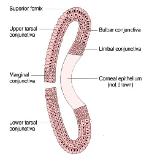 Anatomy Of Conjunctiva Bulbar Palpebraltarsal Fornix Conjunctiva