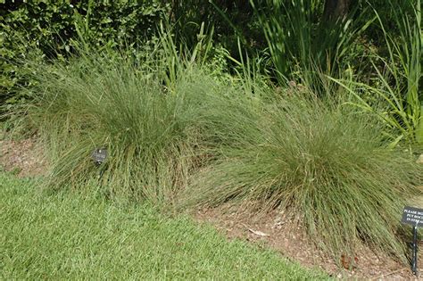 Regal Mist Muhly Grass Muhlenbergia Capillaris Lenca In Oklahoma City Edmond Norman Moore