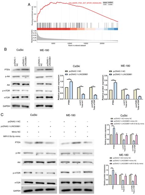 Linc00861 Inhibits The Progression Of Cervical Cancer Cells By