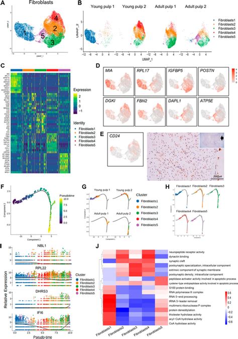 项目文章 单细胞测序揭示人牙髓细胞的时空景观 知乎