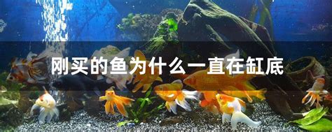刚买的鱼为什么一直在缸底 鱼百科