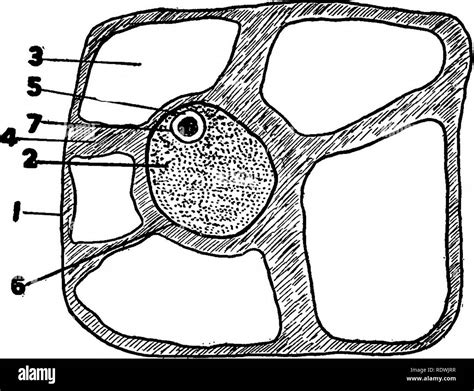 Multi Celled Function