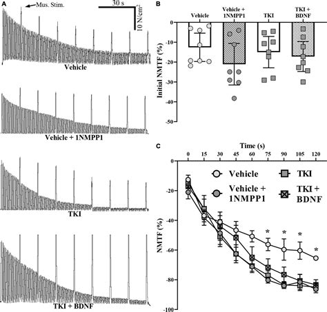 Brain Derived Neurotrophic Factortropomyosin Related Kinase B Signaling Impacts Diaphragm