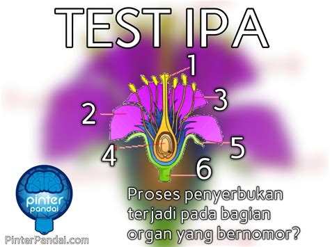 Detail Contoh Gambar Bunga Dan Cara Penyerbukan Koleksi Nomer 18