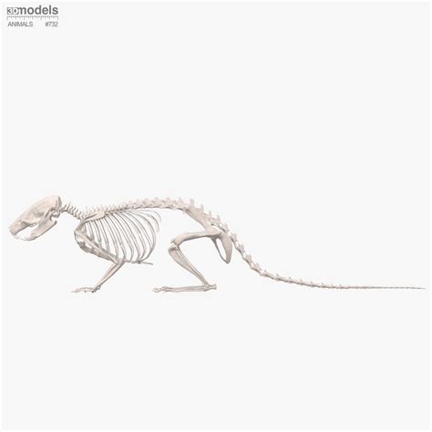 Mouse Skeleton 3d Model Download Mammals On