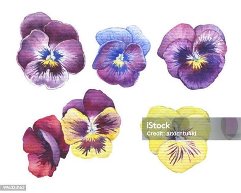 정원 팬 지 꽃 의 집합입니다 수채화 손으로 그린 그림을 흰색 배경에 고립 된 그림 삼색제비꽃에 대한 스톡 벡터 아트 및 기타 이미지 Istock