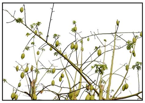 Fruit Trees Home Gardening Apple Cherry Pear Plum Kapok Tree