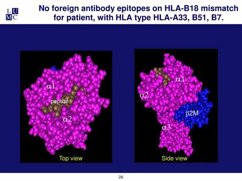 Ppt Acceptable Mismatches Based On Structural Epitopes On Hla Molecules Powerpoint