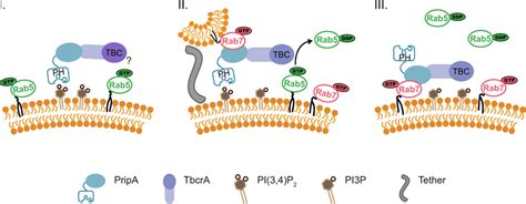 Schematic Of Rab5 To Rab7 Conversion Modulated By The Pripa Tbcra Download Scientific Diagram