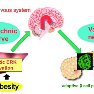 Liver β cell inter organ neuronal crosstalk system The hepatic Download Scientific Diagram
