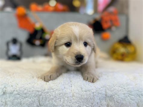 골든보더 믹스 여름이 토이브리티쉬숏헤어입양 토이스코티쉬폴드입양 토이러시안블루입양 토이강아지입양 토이고양이입양 오드아이먼치킨무료분양 오드아이랙돌무료분양 오드아이브리티쉬숏헤어