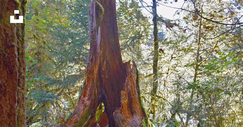 숲 한가운데에 있는 큰 나무 그루터기 사진 Unsplash의 무료 숲 이미지