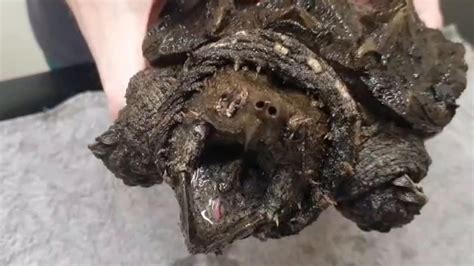Largest Alligator Snapping Turtle Record Godzilla Snapping Turtle Is