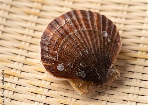 ホタテ貝 Stock 写真 Adobe Stock