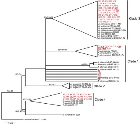 E Endopg Phylogeny Estimated Using Bi Node Supported As Bootstraps And Download Scientific
