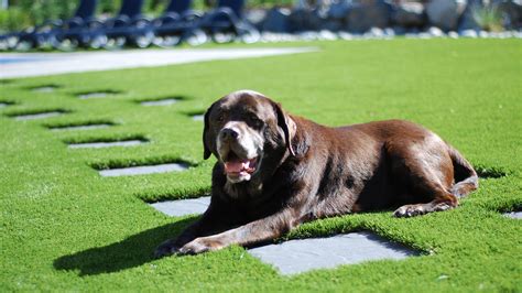 How Does Artificial Grass Feel Artificial Grass Installation In Edmonton