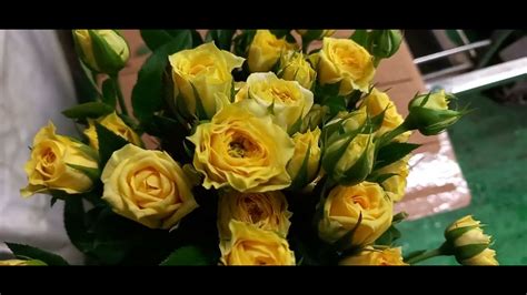 에그타르트장미 생화 꽃집 꽃집창업 꽃값 온라인꽃시장 온라인꽃도매 인터넷꽃시장 인터넷꽃도매 서울꽃시장 꽃농장 꽃배송 생화배송 생화도매 생화택배 꽃배달 생화배달 생화주문 생화