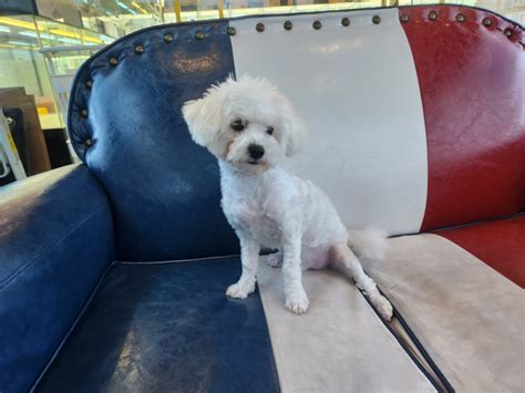 비숑프리제 빵빵이 털빠짐없는브리티쉬숏헤어키우기 털빠짐없는스코티쉬폴드키우기 털빠짐없는러시안블루키우기 털빠짐없는강아지키우기 털빠짐없는고양이키우기 털빠짐없는강아지종류 털빠짐없는